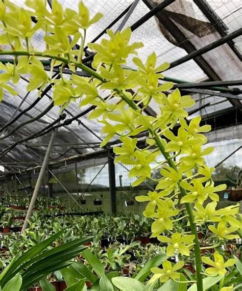 Grammatophyllum Scriptum Var Alba Rare Variegated Foilage The Orchid Patio