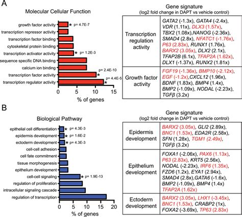 Dapt Treatment During Ectoderm Specification Of Hesc Reveals A