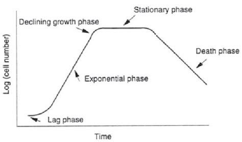 Figure 1 From Intelligent Dynamic Simulation Of Fed Batch Fermentation Processes Semantic Scholar