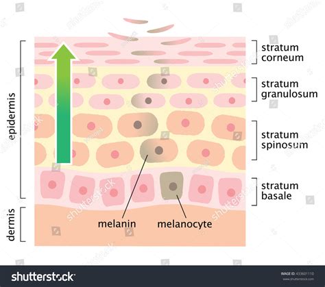 Diagram Skin Cell Turnover Stock Vector Royalty Free 433601110