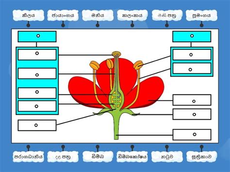 මලක කොටස් හඳුනාගනිමු Labelled Diagram