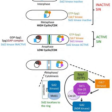 The Septation Initiation Network Sin And Cell Cycle Download Scientific Diagram
