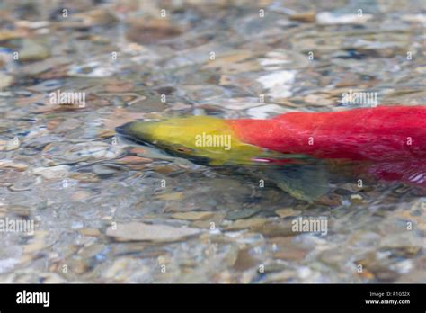 Close Views Of Sockeye Salmon In The Mitchell River In The Cariboo