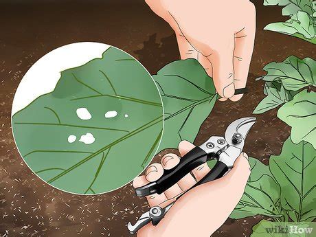 How To Prune Eggplant Steps With Pictures WikiHow