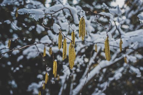 배경 화면 경치 옥외 눈 겨울 분기 서리 봄 동결 상록수 나무 플로라 6016x4016px 작은 가지 잔디 가족 식물 줄기 6016x4016
