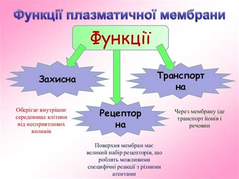 Функції клітинної мембрани — опис властивості будова