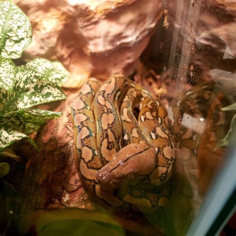 New Superdwarf Retic In His Temporary Enclosure Rsneks
