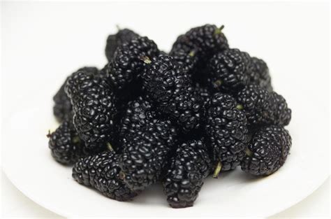 뽕나무 열매 ‘오디의 소화 기능 개선 효과 확인