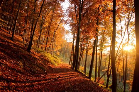 가을 숲 나무 Pixabay의 무료 사진 Pixabay