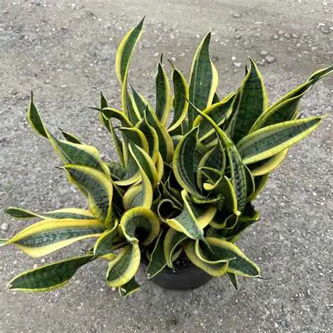 35 Most Popular Snake Plant Varieties The Gardening