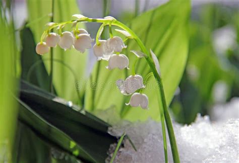 Love The Lilies Of The Valley Flower Bloom In Snow Stock Photo Image Of Bloom Tears 41287140
