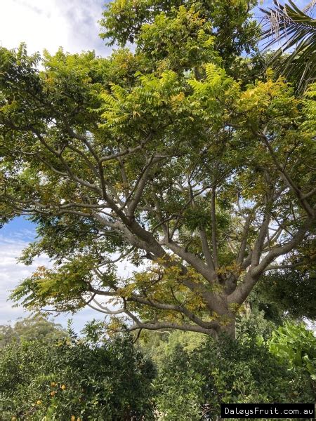 Buy Ambarella Fruit Trees In Australia Spondias Dulcis