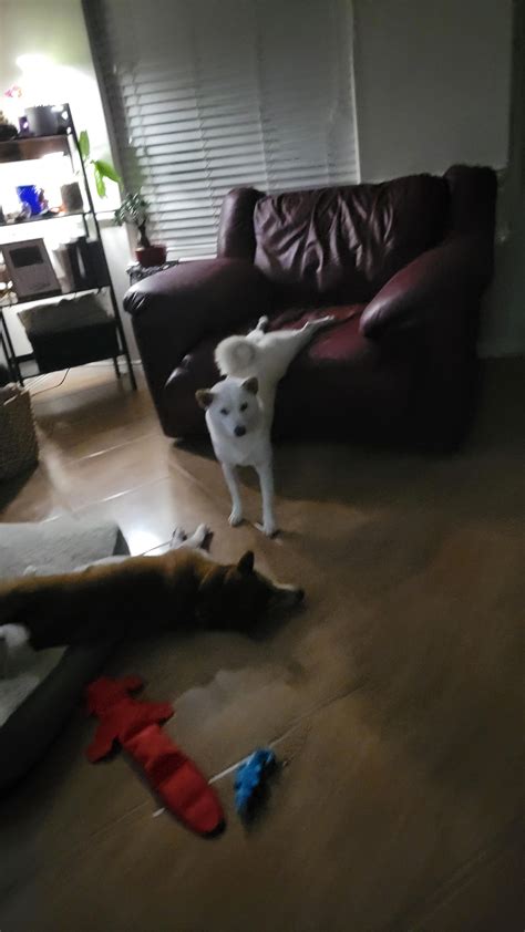Standing Sploot Rsploot