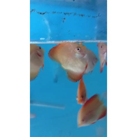Jual Ikan Discus Ukuran 2 Inch Atau 5cm Badan Shopee Indonesia