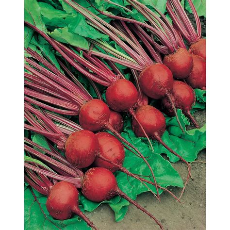 Mr Fothergills Seeds Beetroot Detroit 2 Crimson Globe Seeds The