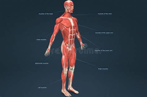 Manlig Human Muskelsystemanatomi Stock Illustrationer Illustration Av