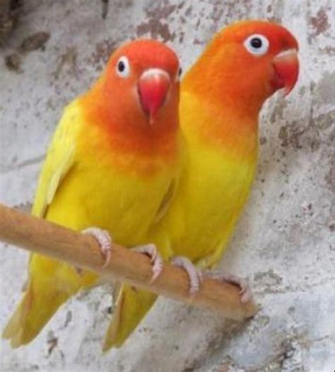 Bird Sexing Test Bird Dna Testing Services In Salem Id 25886416812