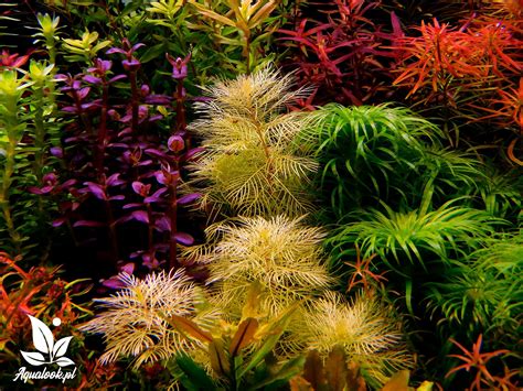Myriophyllum Mattogrossense Golden Aqualook Pl