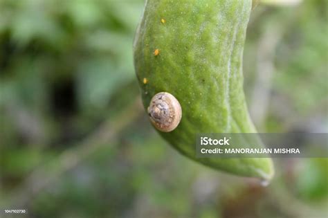 민물 달팽이 쉘 토지 달팽이 민물 홍합 녹색 신선한 Calotropis Gigantea Fruit Follicleclose에