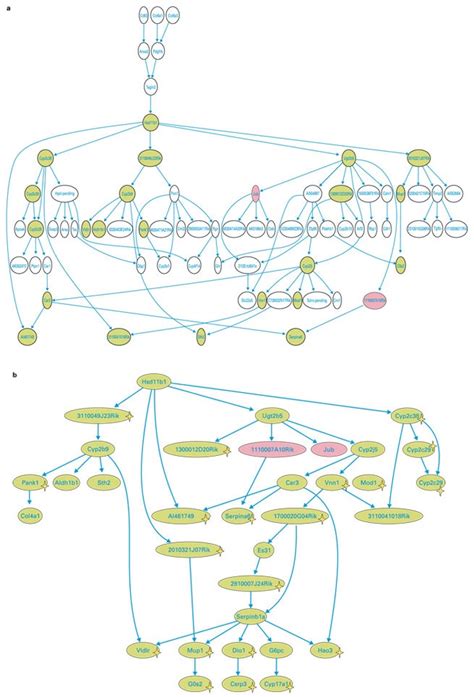 Gene Regulatory Networks Genome Scale Modelling