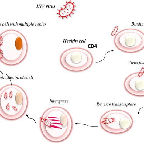 The Mechanism Of Uracil Grafted On CPE I And The Electrochemical Download Scientific Diagram
