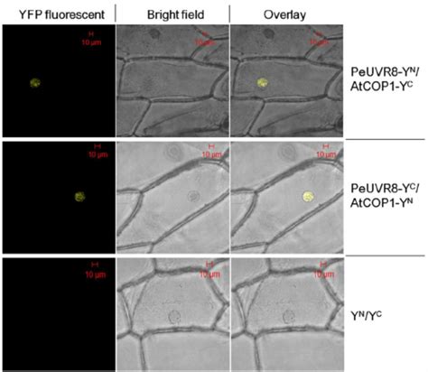 Peuvr8 Interaction With Atcop1 In Bimolecular Fluorescence Download Scientific Diagram