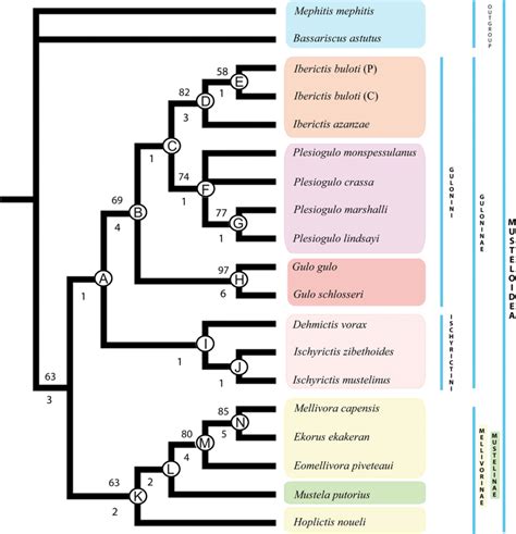Results Of The Cladistic Analysis Performed In This Paper To Decipher Download Scientific