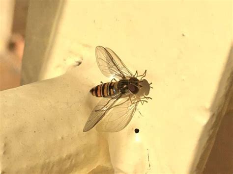 Cómo hacer un hotel de insectos casero y para qué sirve