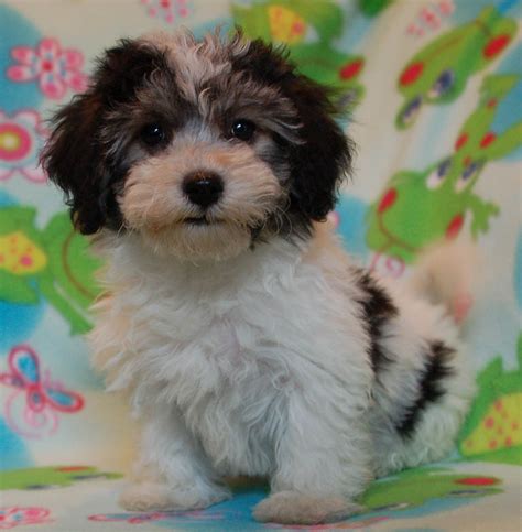 Pictures Of Havanese Haircuts