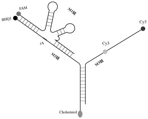 Fluorescent Nanoprobe For Simultaneously Detecting Na And K Based On