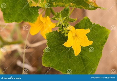 Green Growing Cucumber On A Branch In Blossom In A Greenhouse Stock Image Image Of Nature