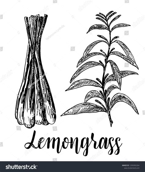 Lemongrass Vector Drawing Isolated Vintage Illustration 스톡 벡터로열티 프리