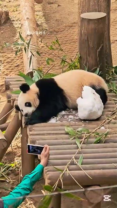 할부지루이랑 같이 놀아요💜🐼🧑‍🌾사진 찍는 할부지에게 뽀짝뽀짝 다가가는 루랑둥이panda 판다월드 루이바오 송바오