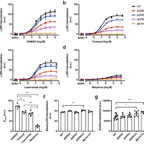 Time course of β arrestin recruitment to μ OR in GRK knockout cell Download Scientific Diagram