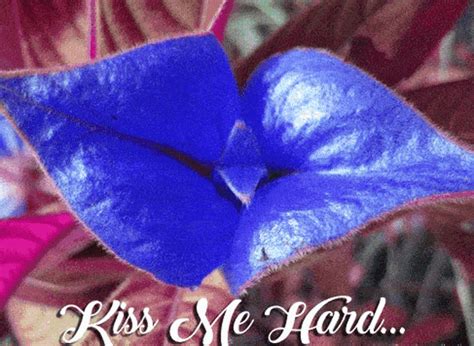 Kiss Me Hard Lips  Kiss Me Hard Lips Flower Descobrir E