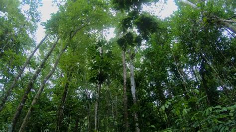 2 600 Tree Canopy Pattern Stock Videos And Royalty Free Footage Istock