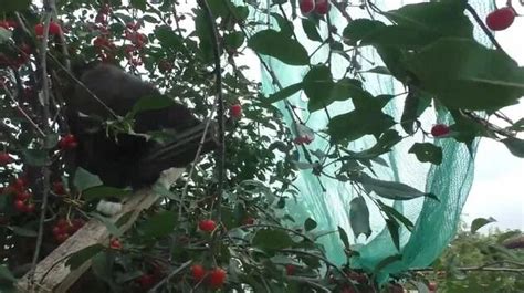 самая лучшая защита урожая вишни и черешни от птиц Смотреть онлайн в поиске Яндекса по Видео
