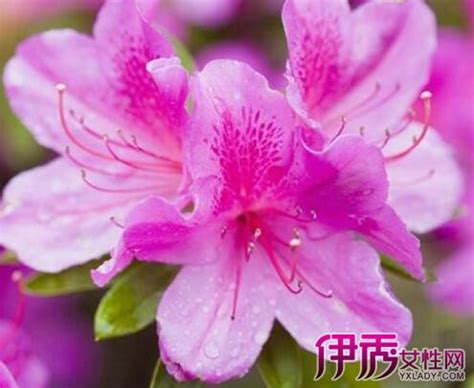 云南特有植物图云南特有植物有哪些 带你认识云南特色花卉 2 伊秀花草 yxlady