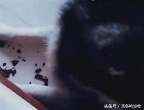 阿拉拆家被主人教訓，金毛過來救駕，直接坐阿拉臉上把它藏起來 每日頭條