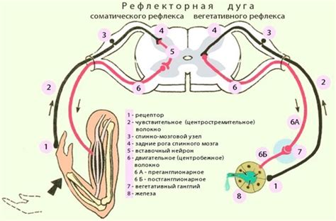 Нервная система