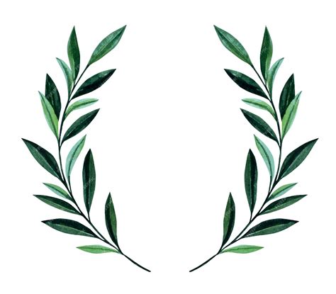 Ilustración Acuarela Con Ramas De Olivo Vector Premium