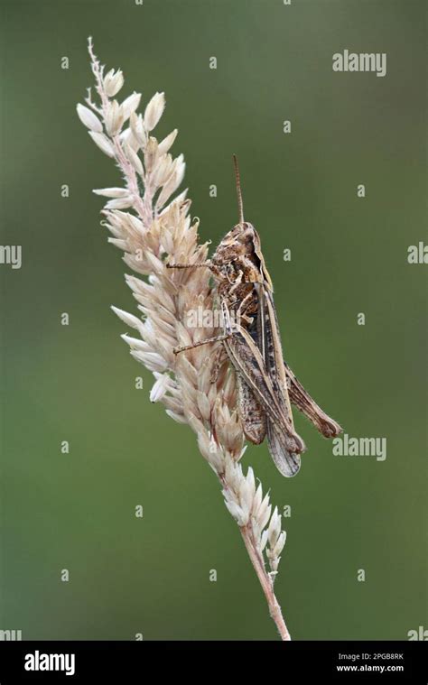 Common Field Grasshopper Chorthippus Brunneus Brown Grasshopper