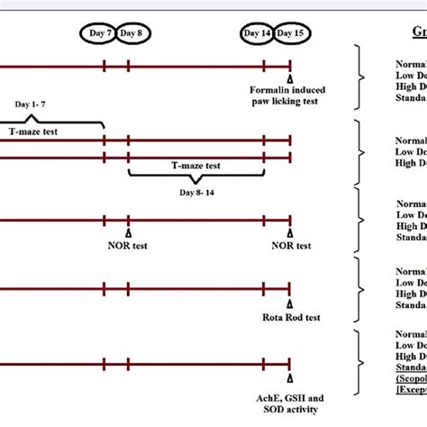 A Timeline Diagram To Illustrate The Duration And Time Of Conduct Of Download Scientific