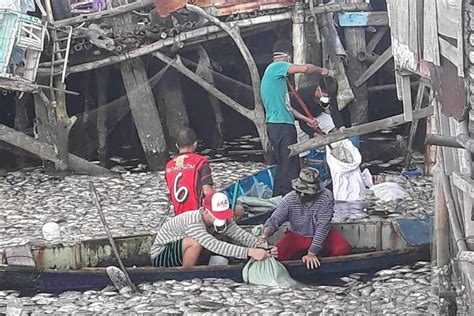 Cavite City Nagsagawa Ng Clean Up Drive Matapos Lumitaw Ang Mga Patay Na Isda The Cavite Rising