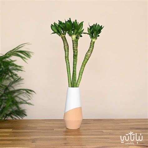 نبتة بامبو لوتس 70 سم في فازة سيراميك متجر نباتاتي