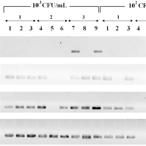 Optimization Of Dna Extraction Protocol S Aureus Dna Fragment Download Scientific Diagram