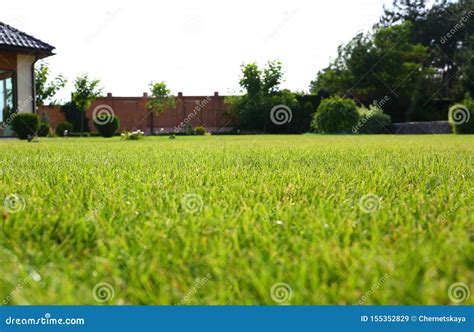 Backyard With Lush Green Grass On Sunny Day Gardening And Landscaping