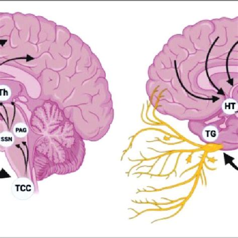 Simplified Graphical View Of The Trigeminovascular System In Secondary Download Scientific