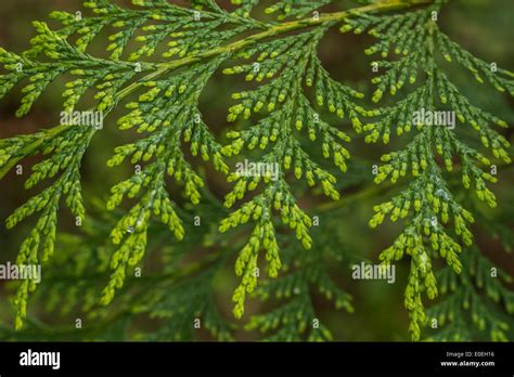 Cypress Tree Leaves