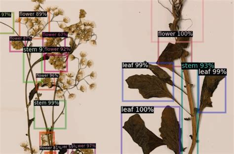 Digitising The Australian National Herbarium Csiro